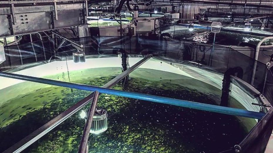 Creating a Bluehouse - a Greenhouse for Fish – Investable Oceans