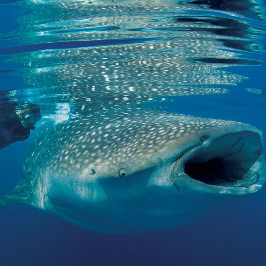 Mission Blue – Investable Oceans