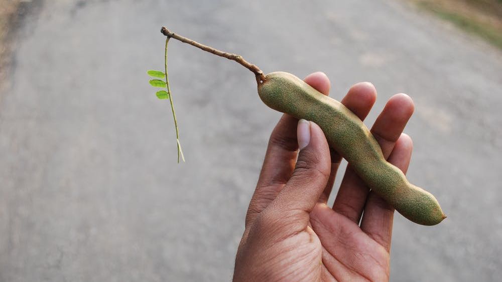 Utilising tamarind shells as an energy source for vehicles – Investable ...