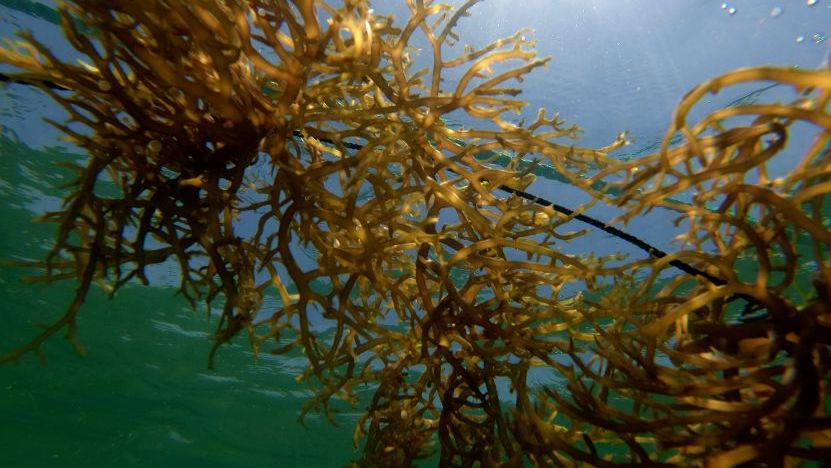 New Project Unlocks Potential of Lab-Grown Algae As Novel Feed Ingredi ...