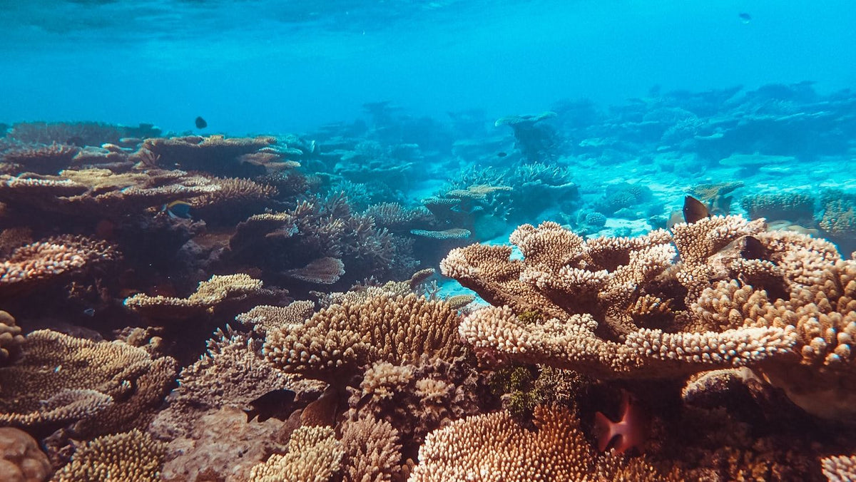 Italy's first-ever 'living lab' is helping marine biologists tackle cl ...